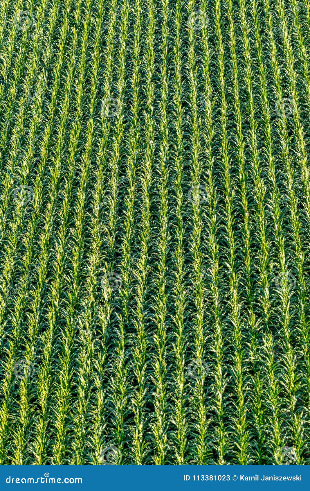 Overhead View from Above on a Field of Young Corn Stock Image - Image ...