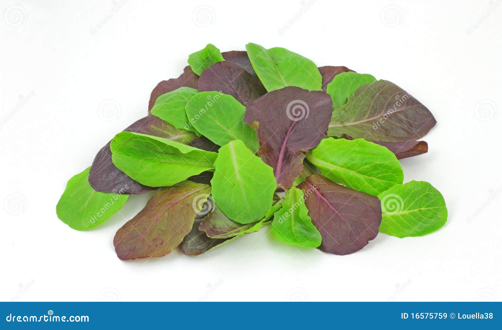 Overhead View Baby Romaine Lettuce Stock Image - Image of view, young ...