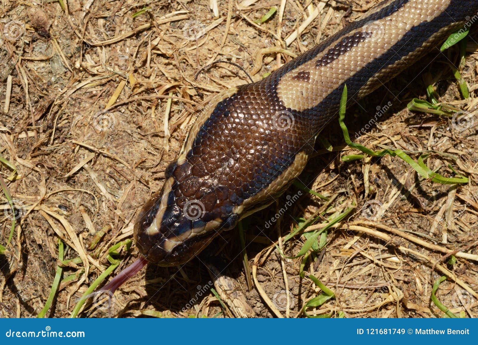 Ball Pyton Overhead Details Stock Image - Image of nature, snake: 121681749