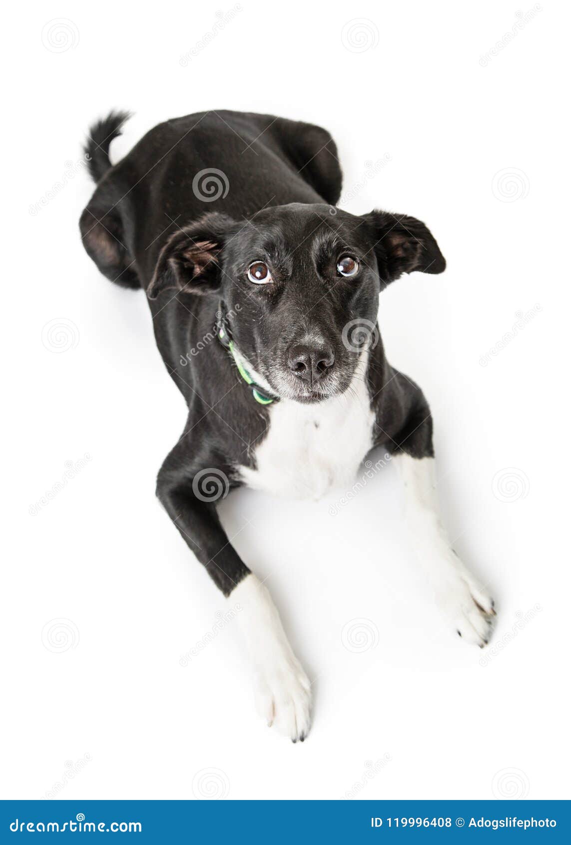 Overhead View of Dog with Guilty Expression Stock Photo - Image of ...