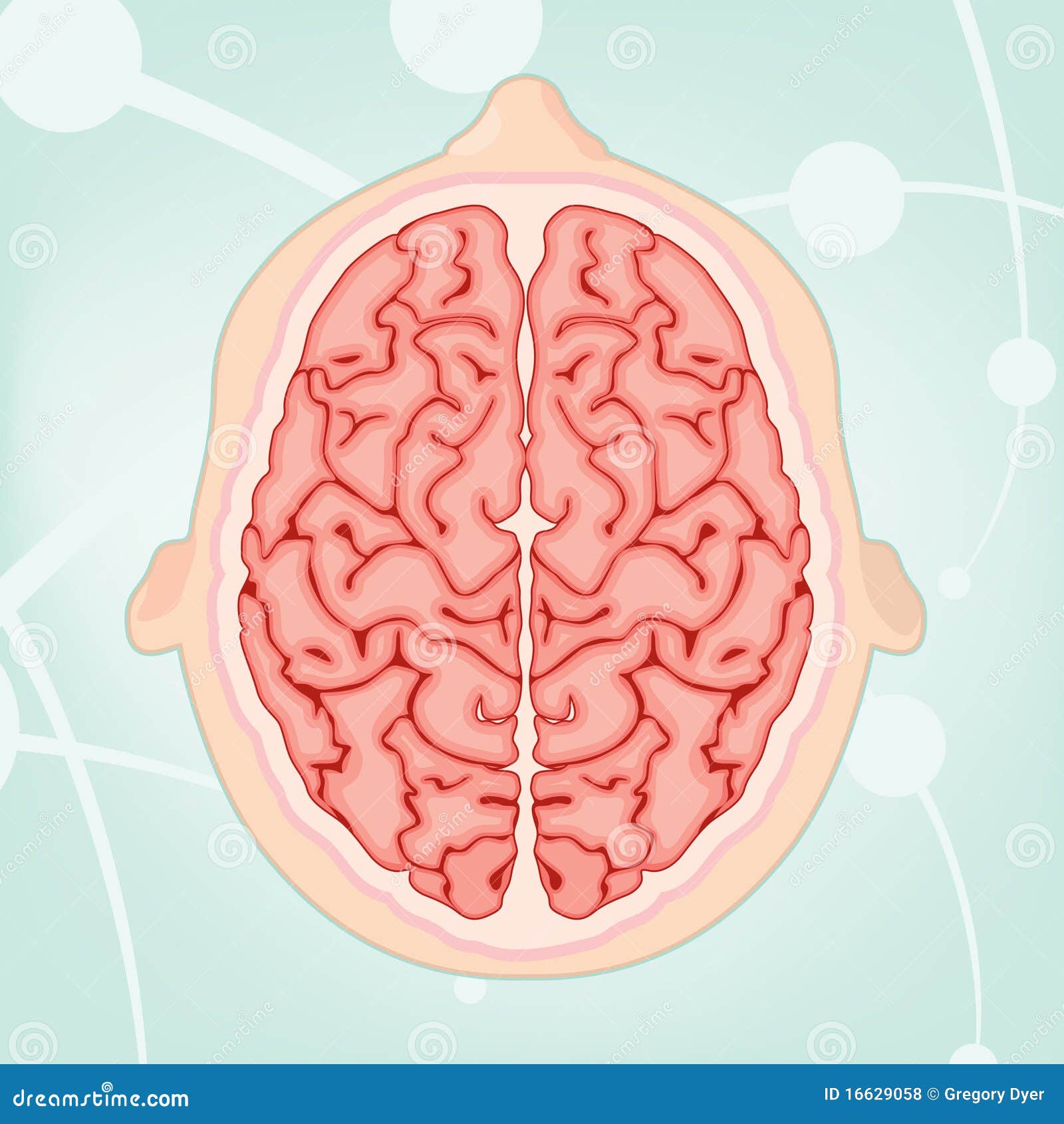 Overhead View of a Brain stock vector. Illustration of molecules - 16629058
