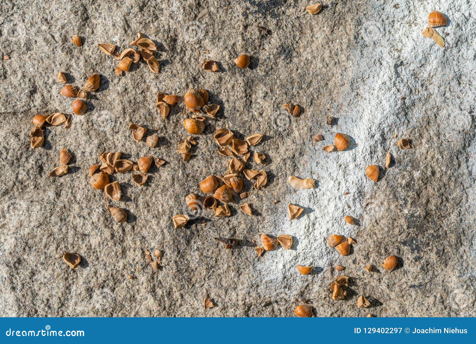 Overhead View of Broken Nut Shells on Rocks Stock Image - Image of ...