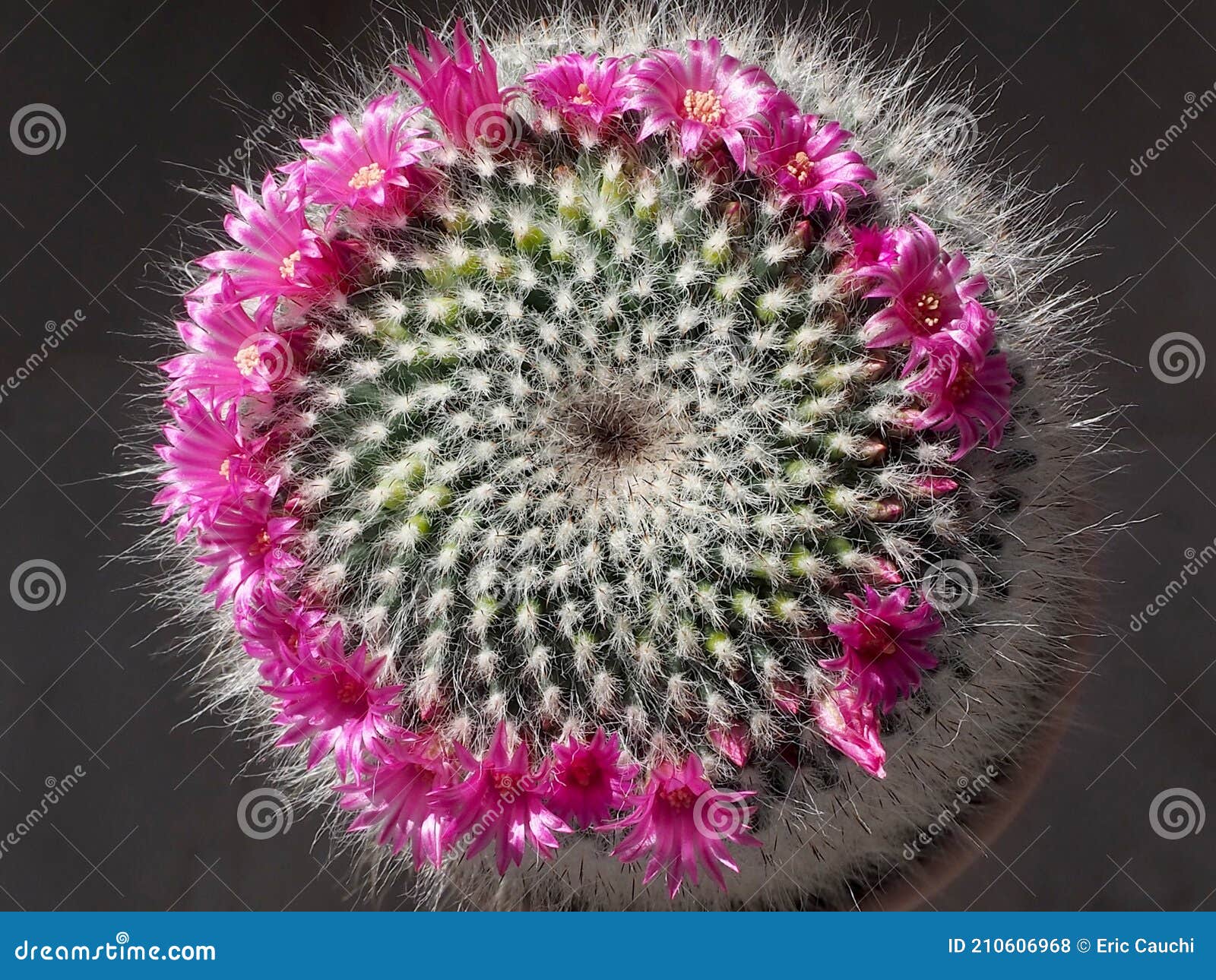 Overhead View of Cactus with Blossoming Magenta Flowers Showing Ordered ...