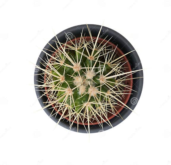 Overhead View of Cactus Plant Pot Stock Image - Image of grow ...