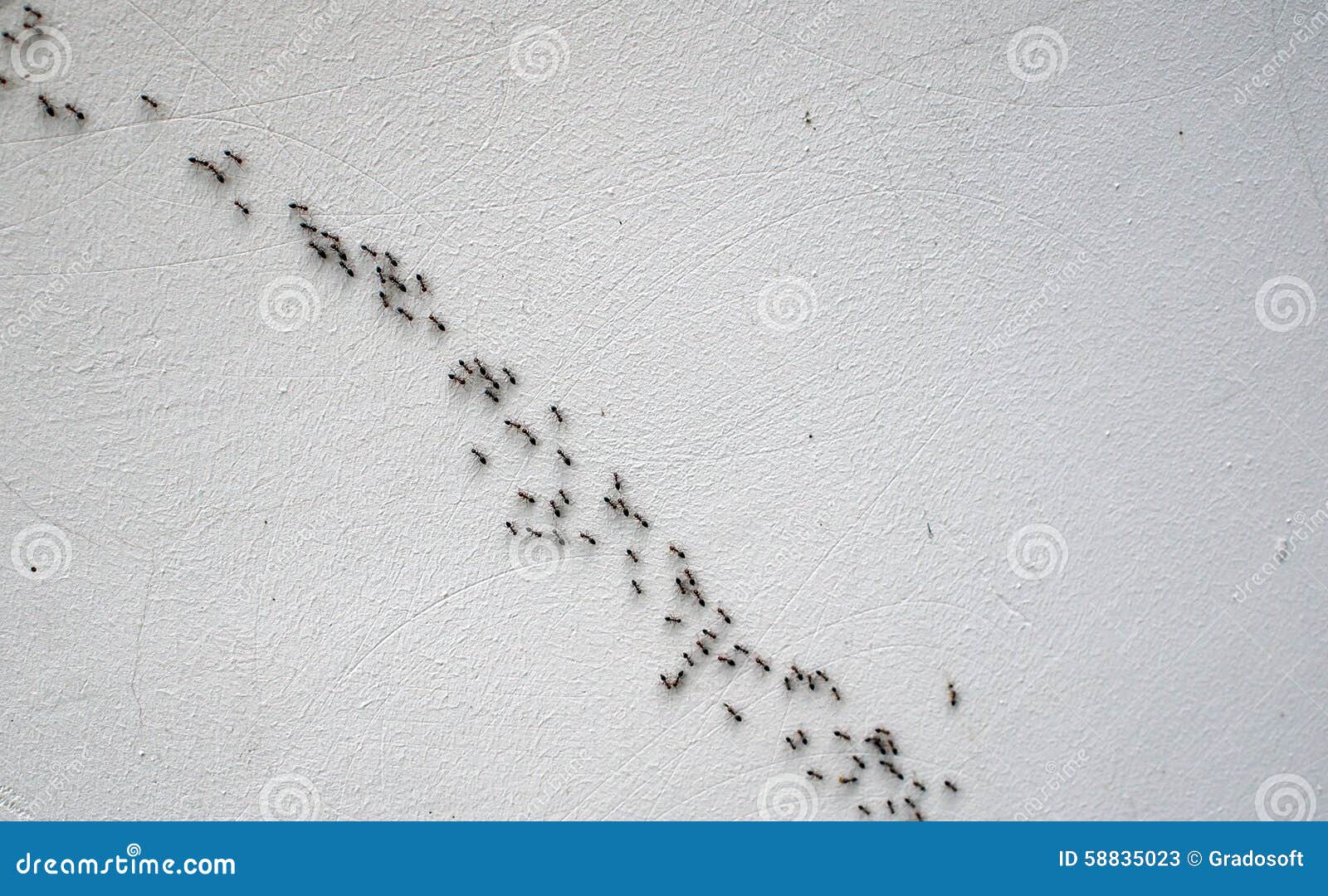 Overhead View of the Chain of Ants Stock Image - Image of antenna ...