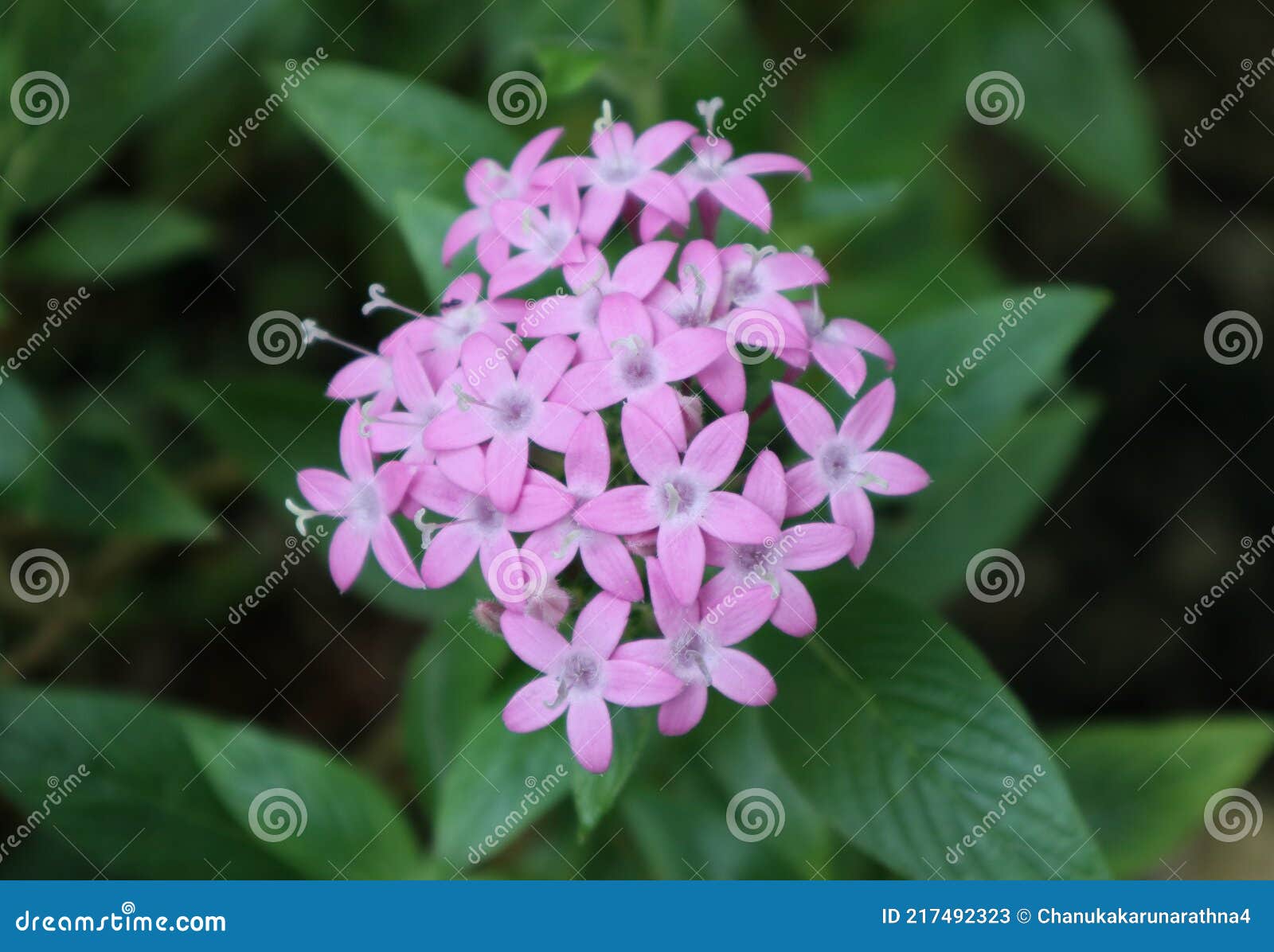 Overhead View of a Cluster of Tiny Purple Flowers Stock Image - Image ...