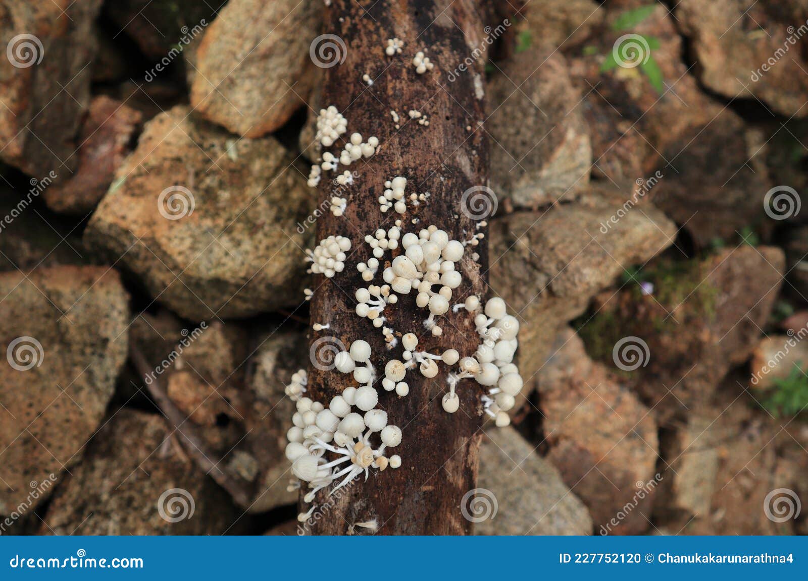 Overhead View of Clusters of Tiny White Mushrooms on a Large Dead Tree ...
