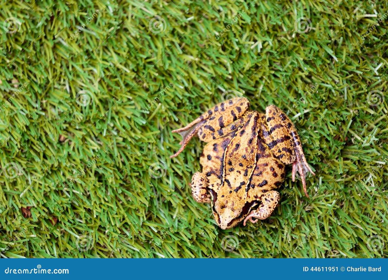 Overhead View of Common Frog on Grass Stock Image - Image of legs ...