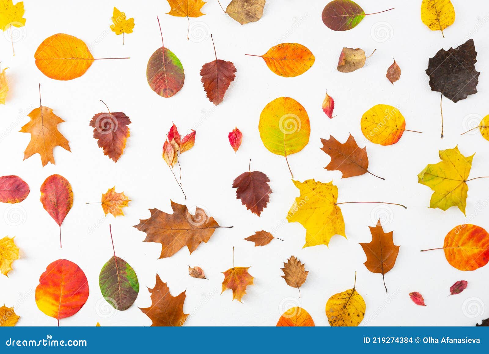 Overhead View of Different Autumn Leaves on White Surface Stock Photo ...