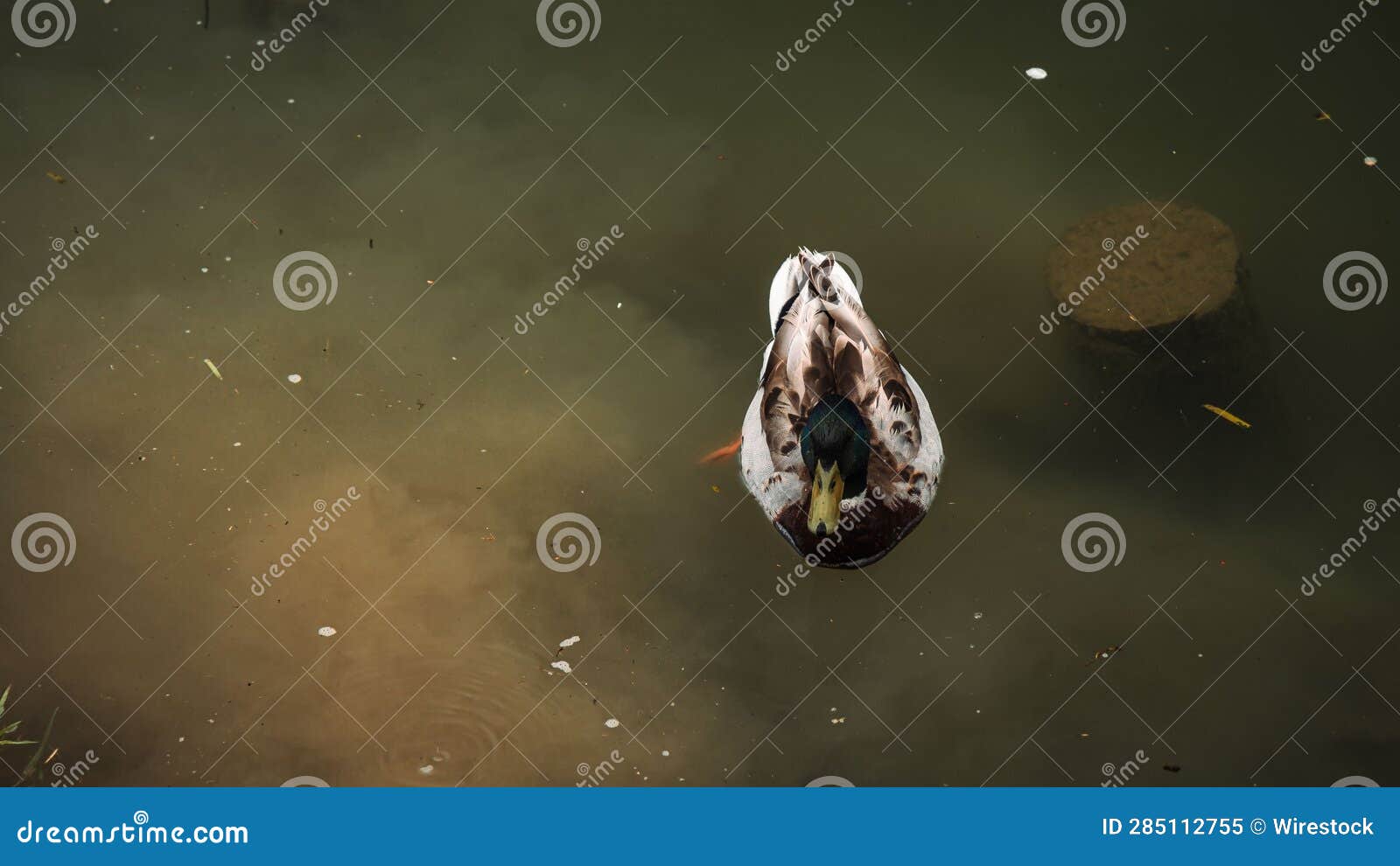 Overhead View of a Duck Swimming in a River Stock Image - Image of ...