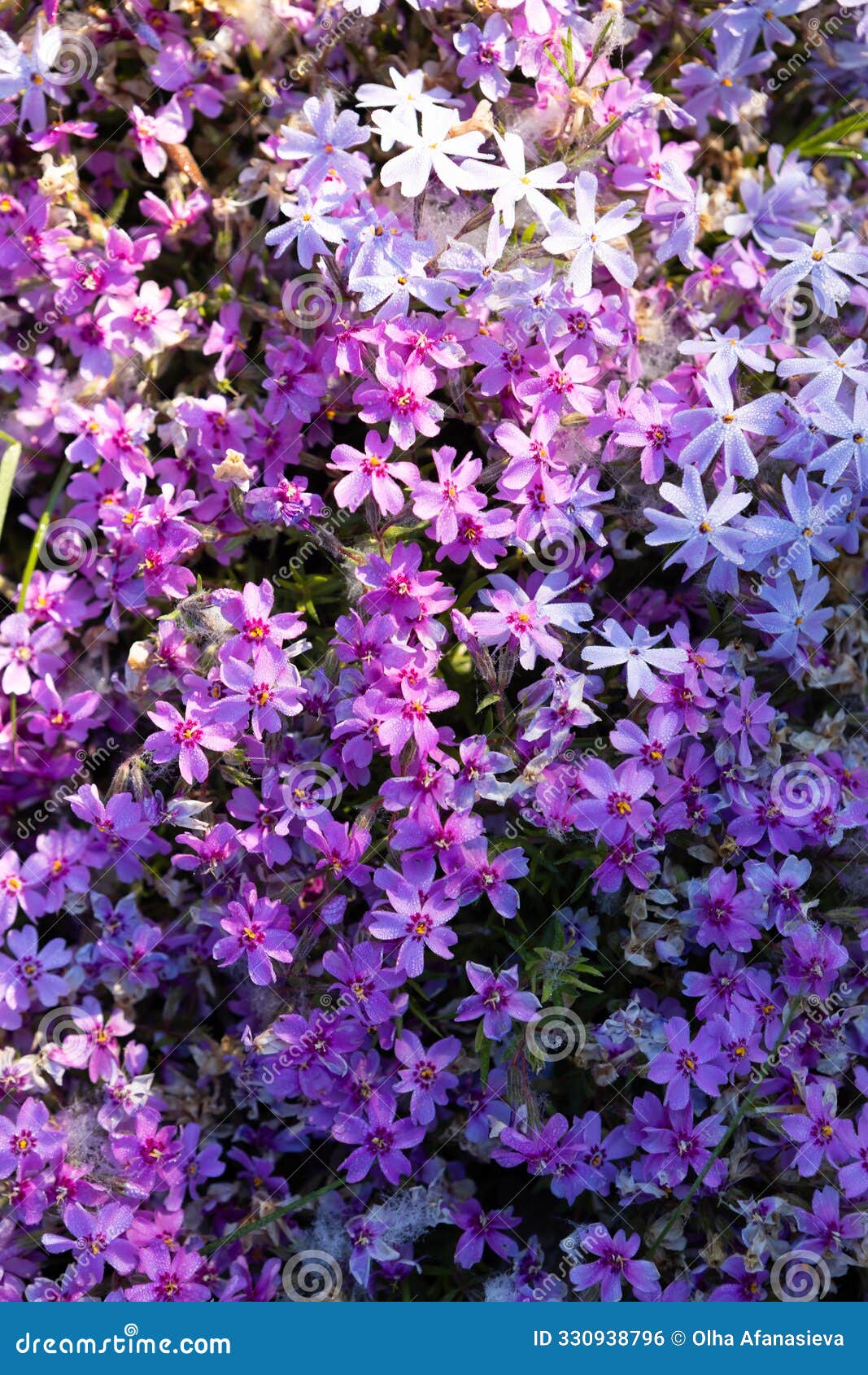 Overhead View of Flowers Bed Moss Phlox Nature Background Stock Photo ...