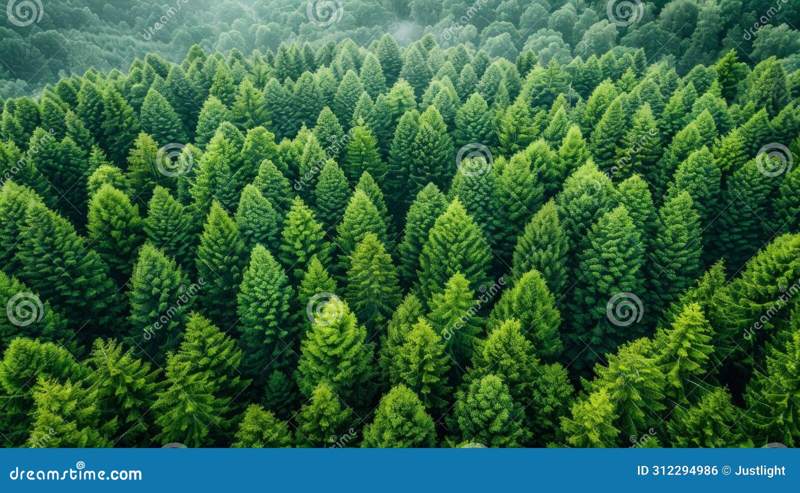 The Overhead View of the Forest Highlights the Impressive Growth ...