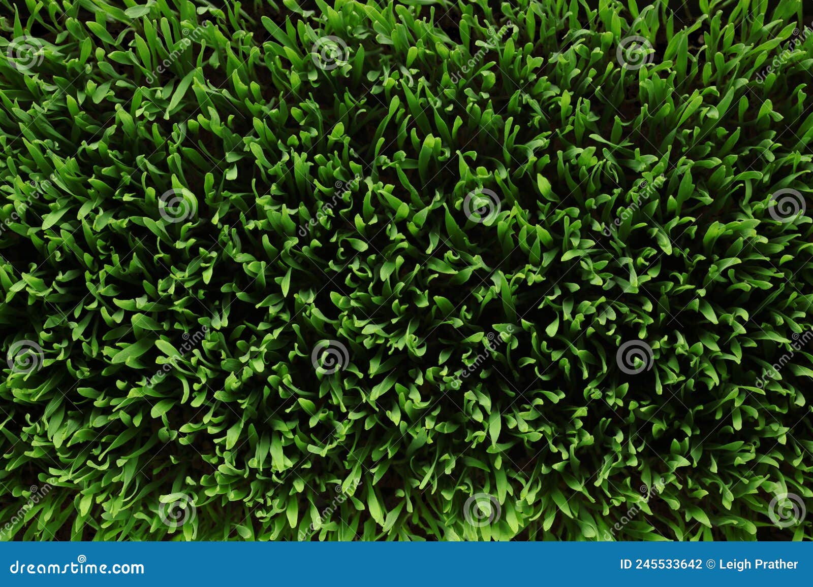 Overhead View of Fresh Green Grass Stock Photo - Image of view, green ...