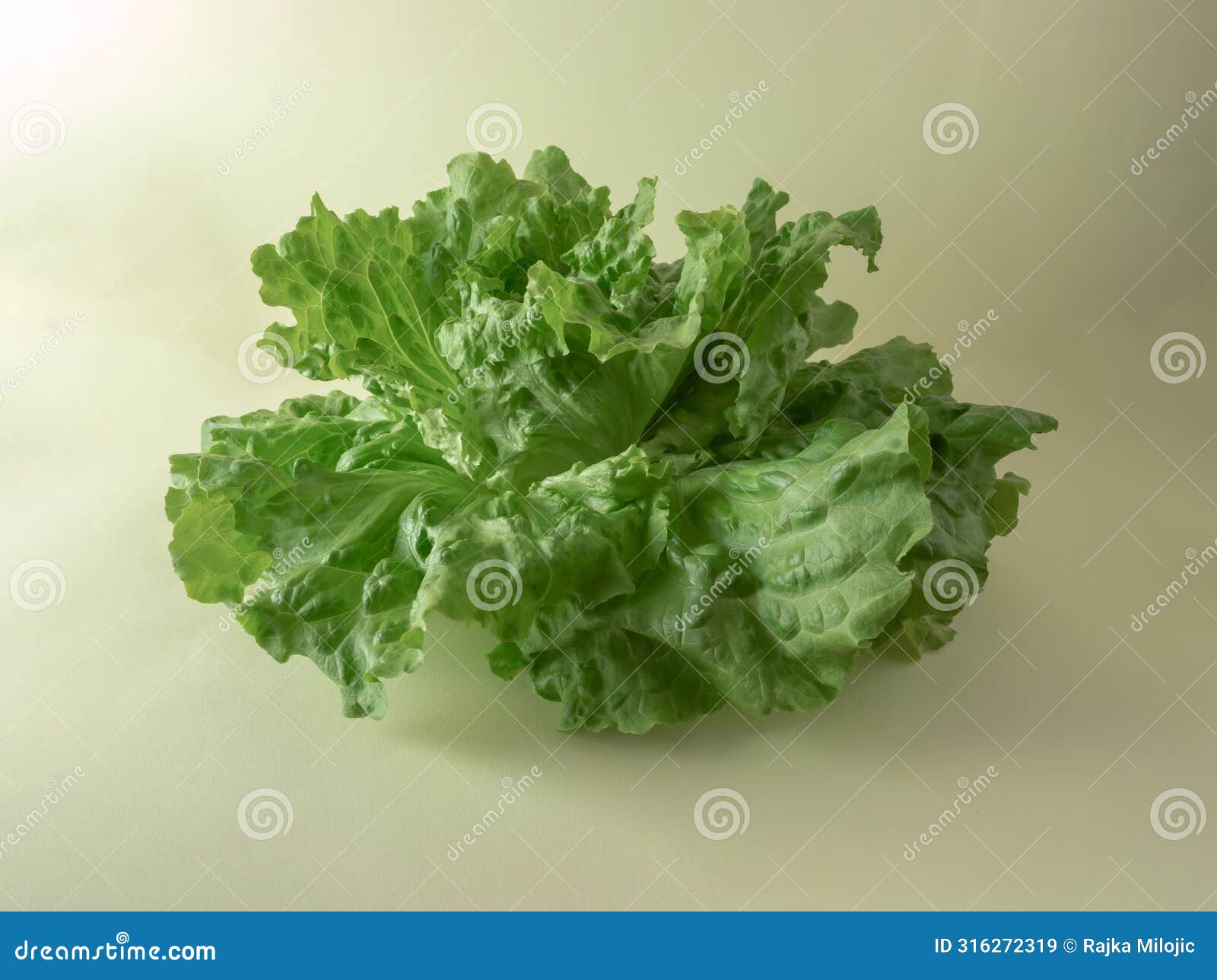 Overhead View of Green Leafy Lettuce Bunch on Light Surface Stock Image ...