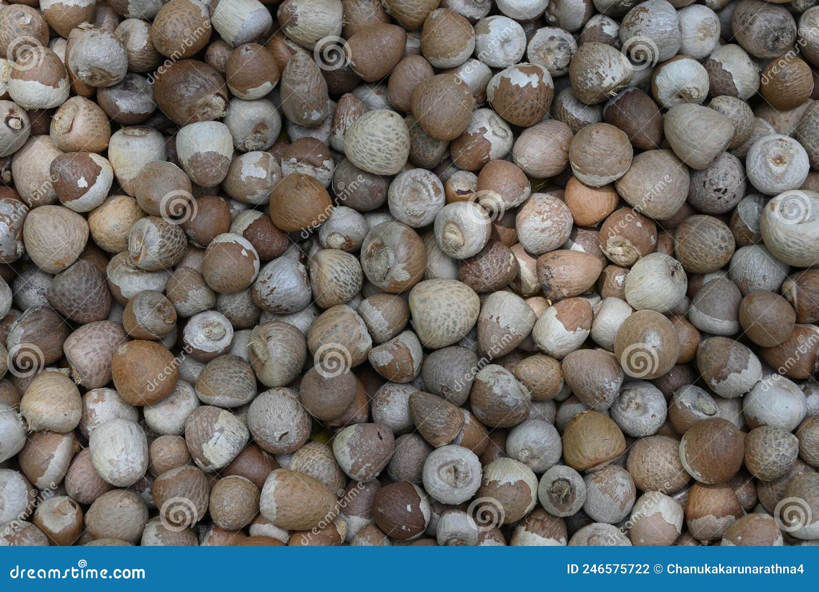Overhead View of the Husk Removed Piles of Areca Nuts or Betel Nuts ...