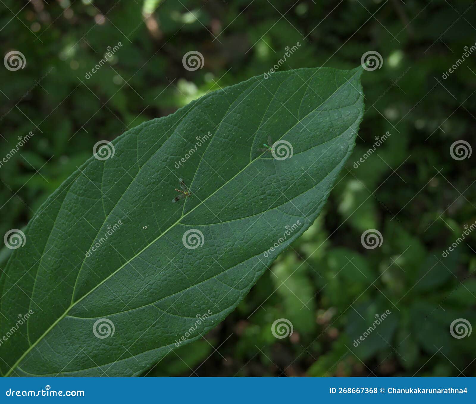 Overhead View of a Large Ficus Hispida Leaf with Two Metallic Long ...