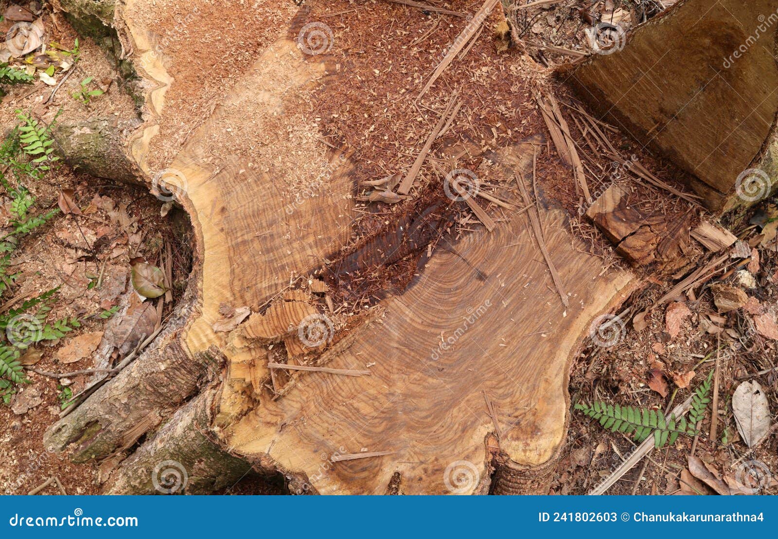 Pericopsis Mooniana, The Nandu Wood Or Nedun Tree, Is A Species Of ...