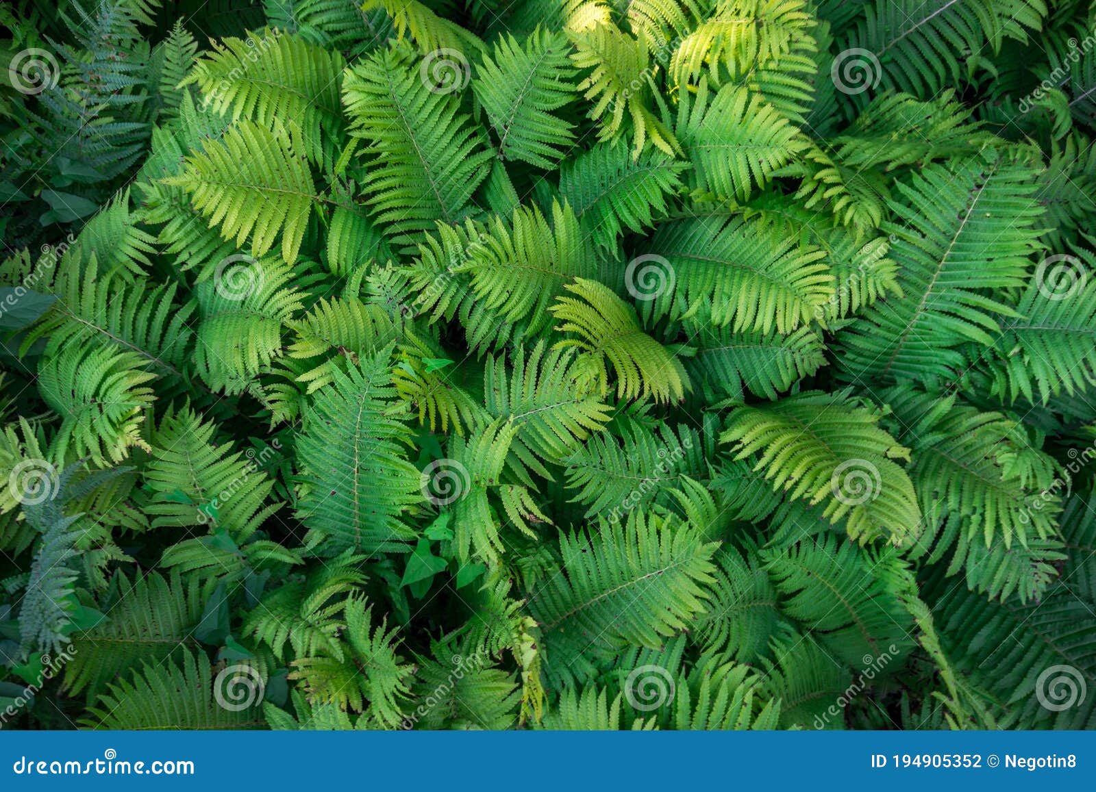 Overhead View of Lush Green Ferns, Natural Background Stock Photo ...