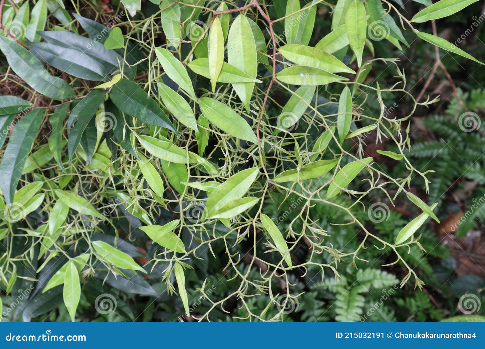 Walla Patta Tree Royalty-Free Stock Photography | CartoonDealer.com ...