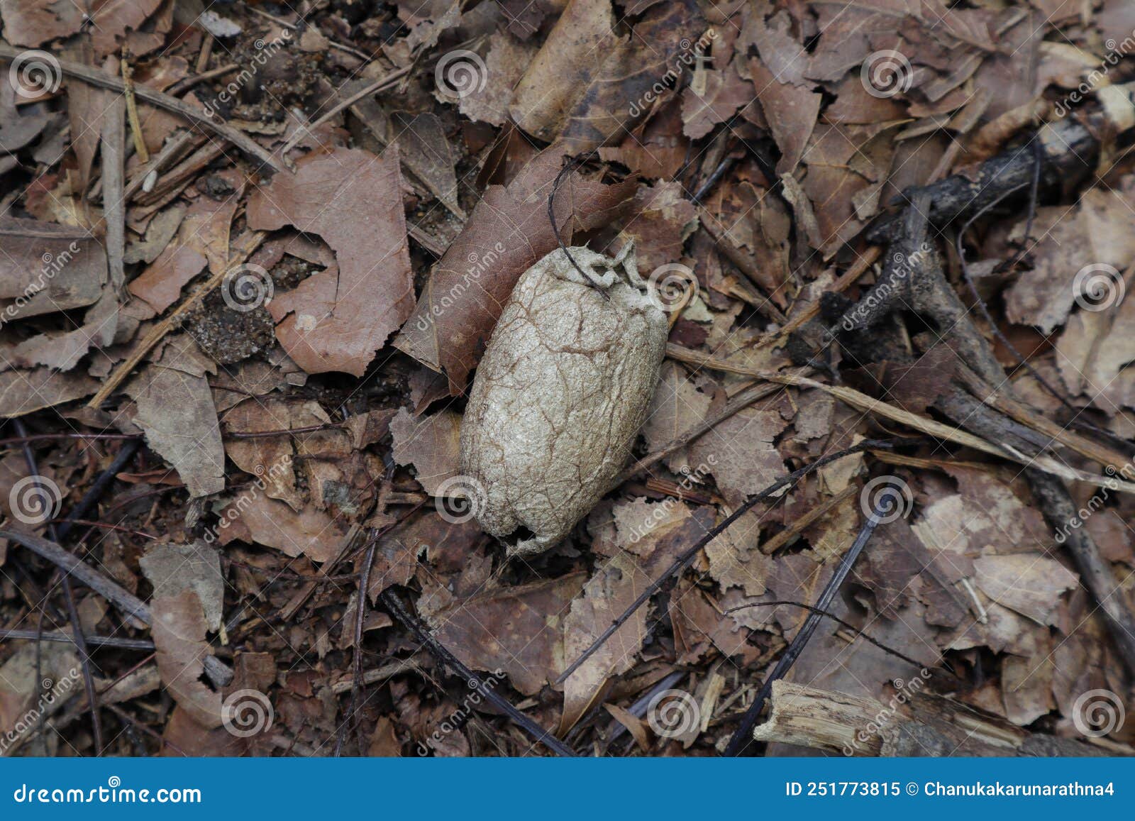 Cocoon Among Forest Branches Royalty-Free Stock Photography ...