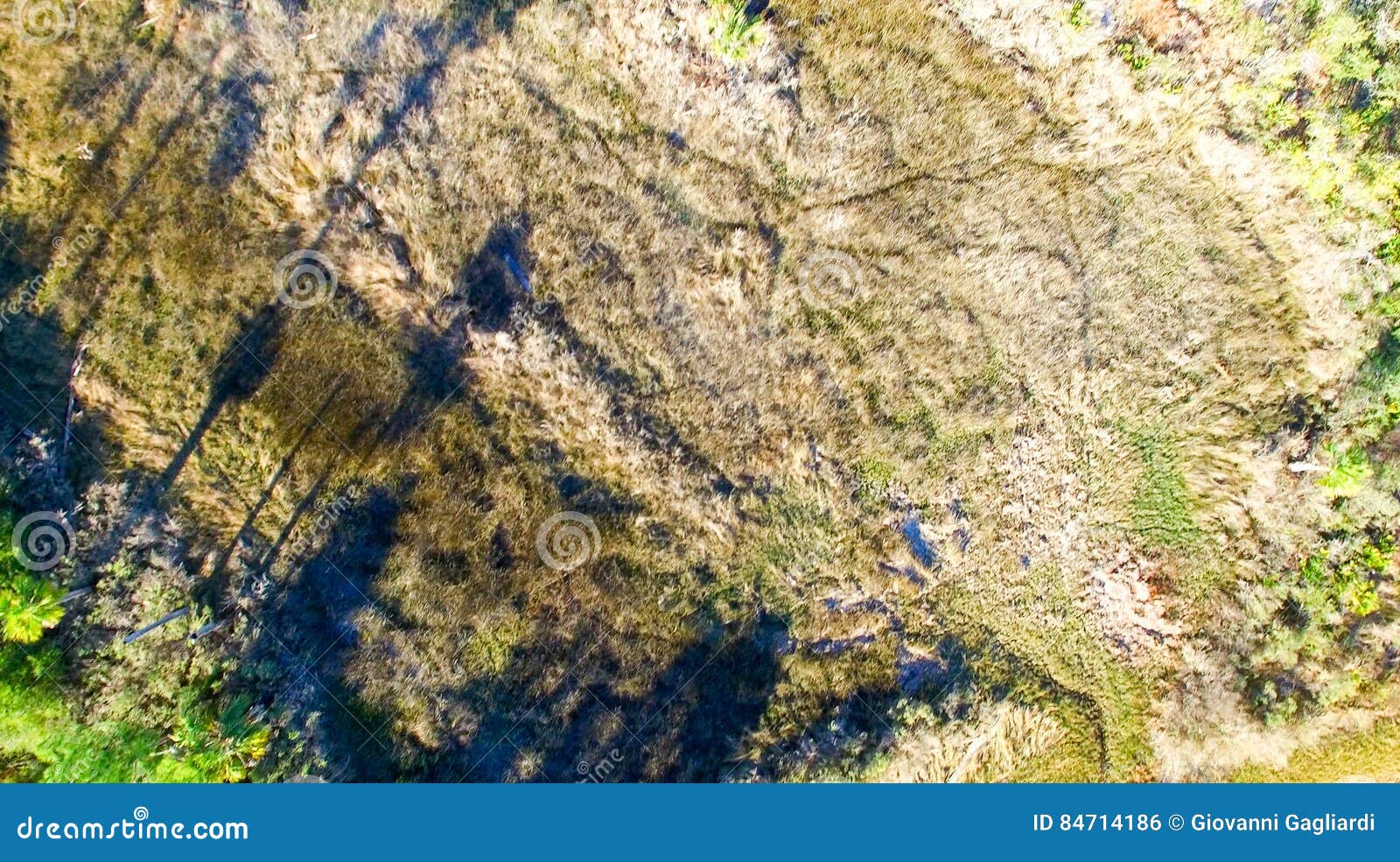 Overhead View of Park and Trees Stock Photo - Image of view, landscape ...