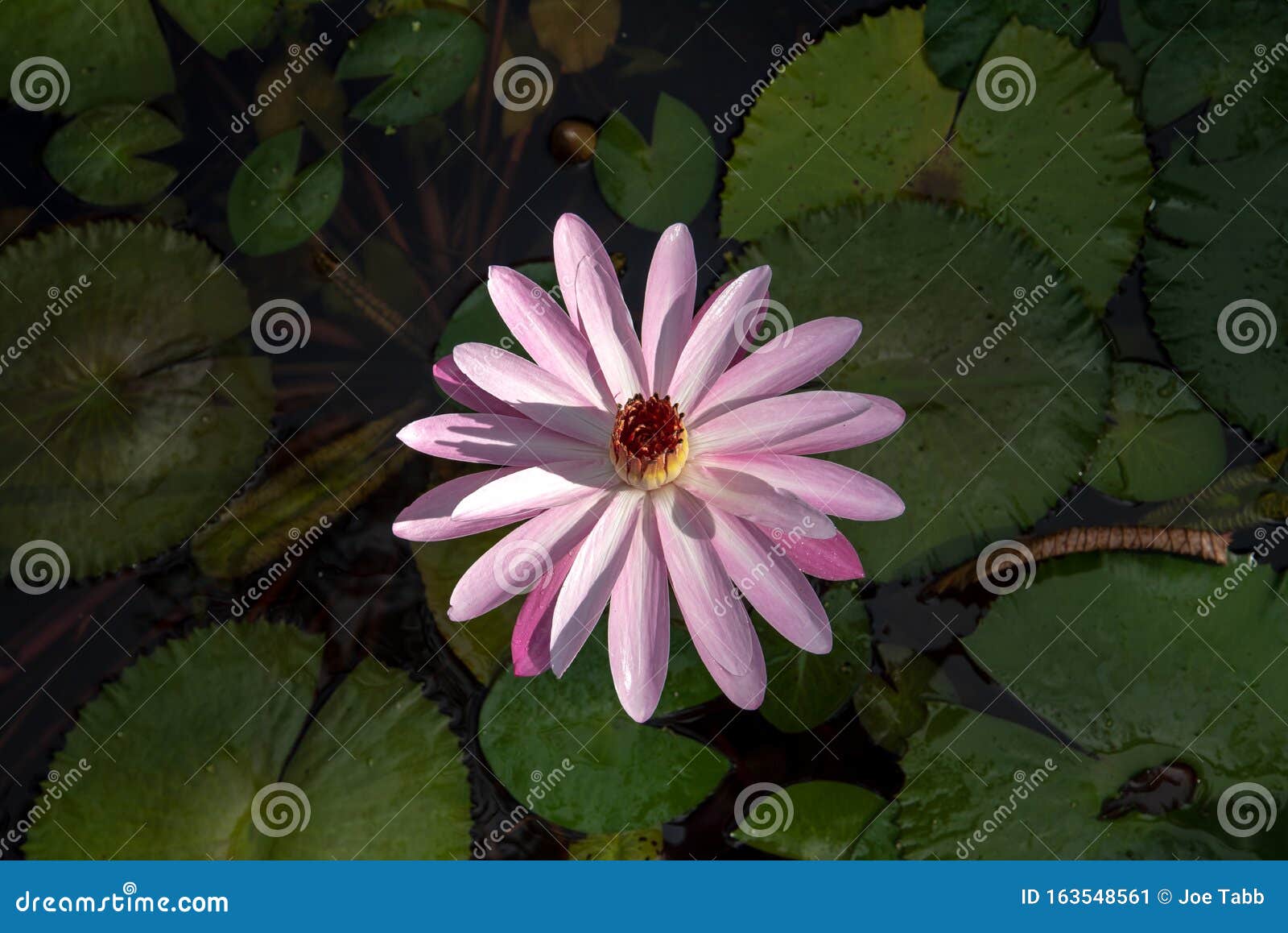 Overhead View of a Pink Water Lily. Stock Image - Image of bloom ...