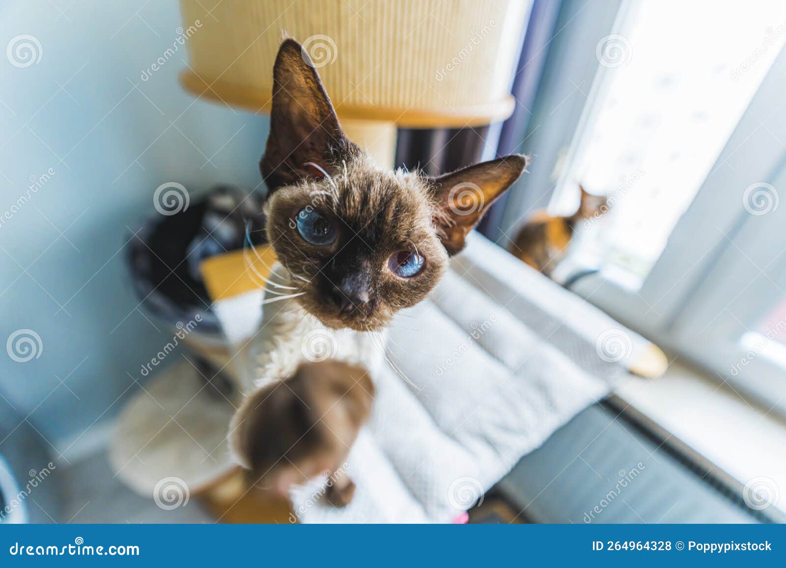 Overhead View of Pointed Chocolate Devon Rex Cat Stock Photo - Image of ...