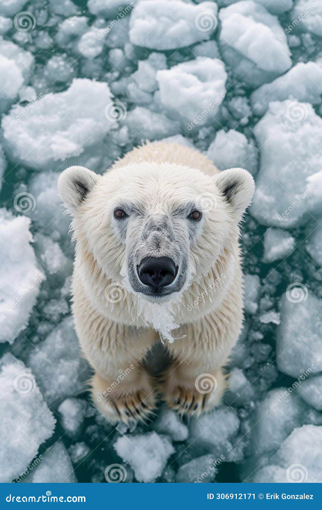 Overhead View of a Polar Bear Stock Illustration - Illustration of ...
