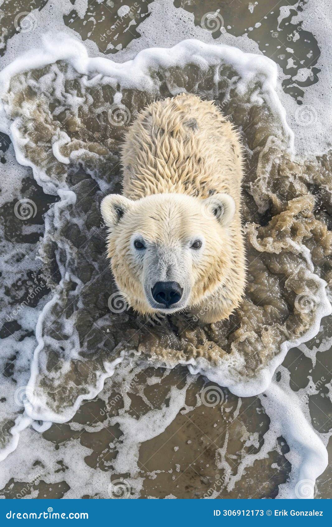 Overhead View of a Polar Bear Stock Illustration - Illustration of ...
