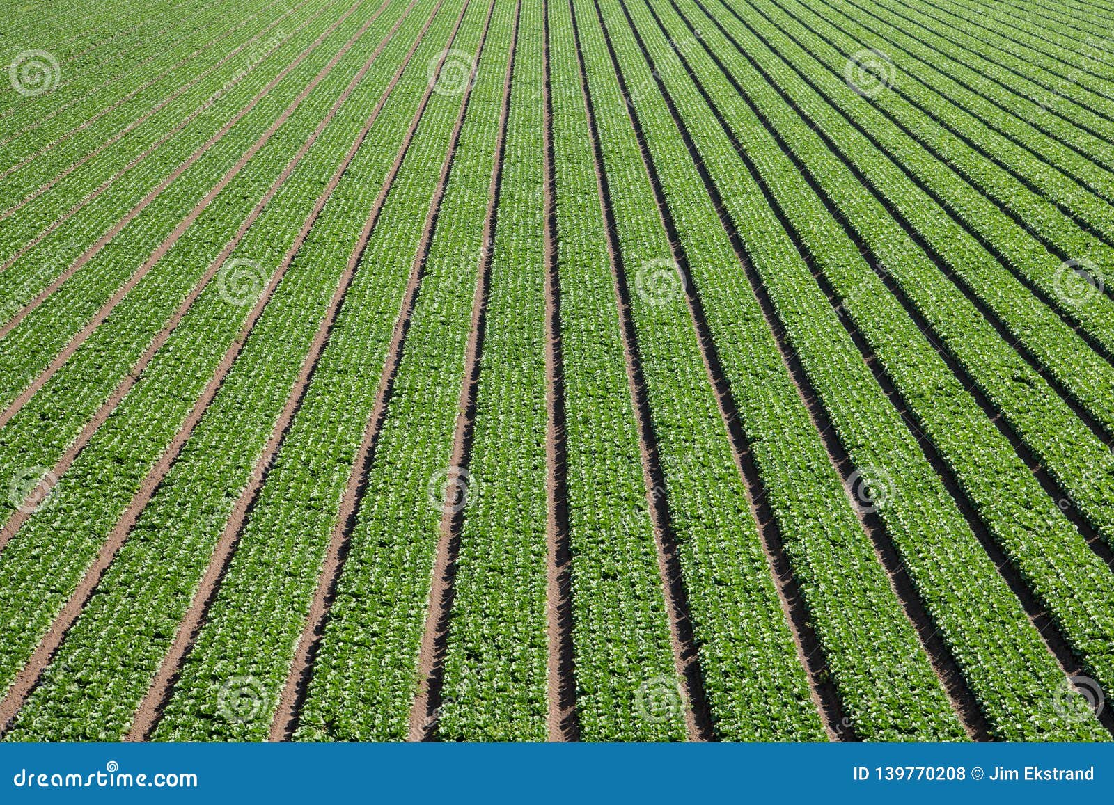 Aerial View of Rows of Green Lettuce Forming an Abstract Pattern of ...