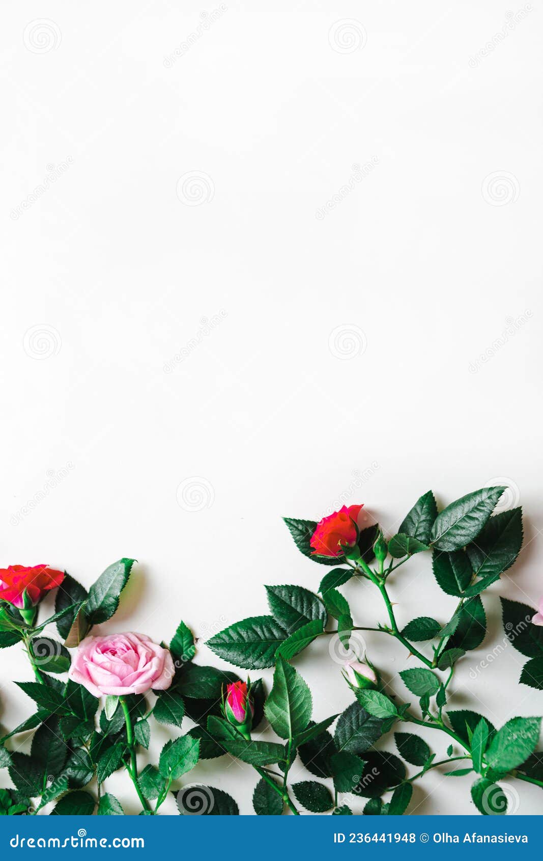 Overhead View of Small Garden Roses on Light Surface Stock Photo ...