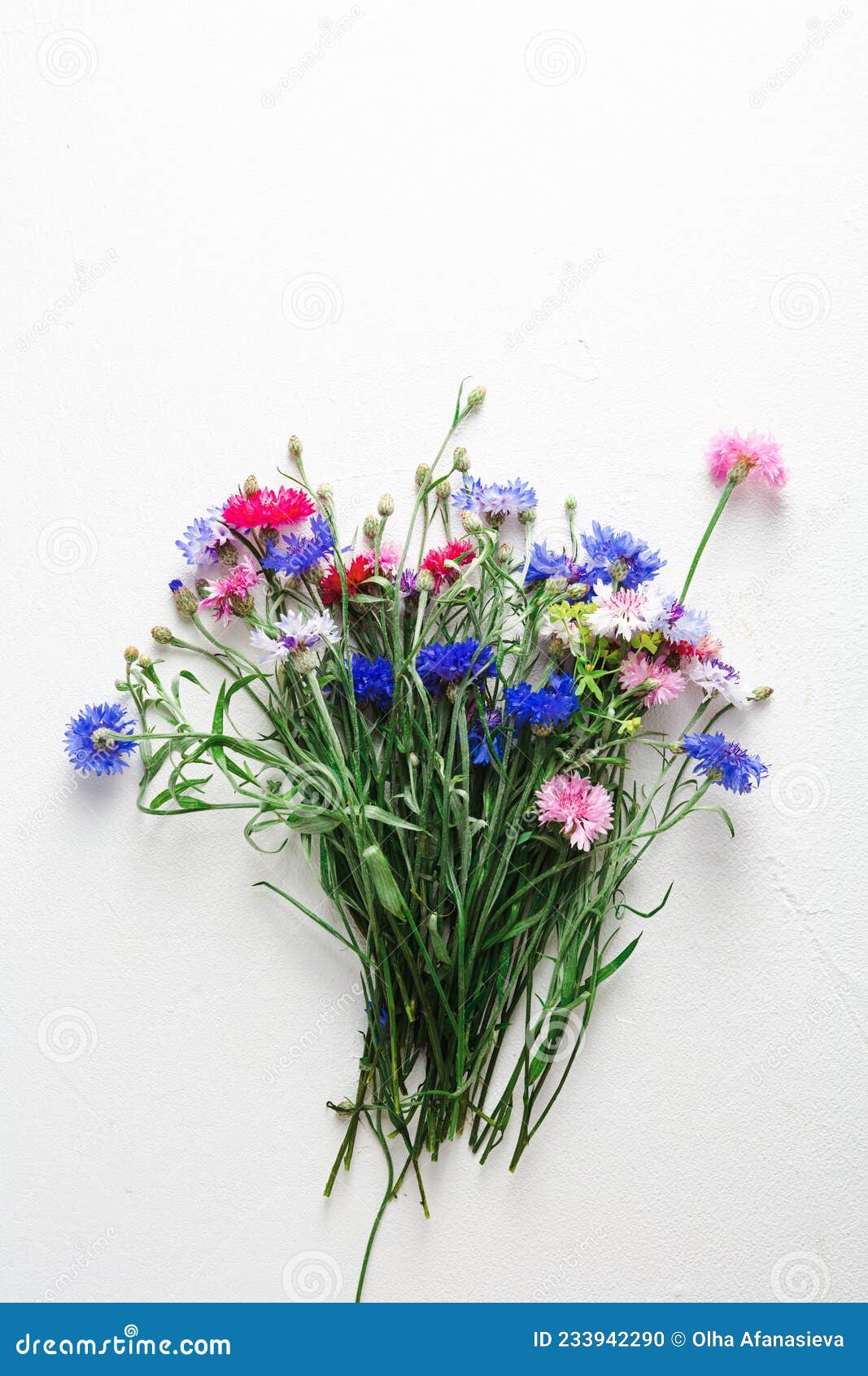 Overhead View of Summer Cornflowers Blossom on Light Surface Stock ...