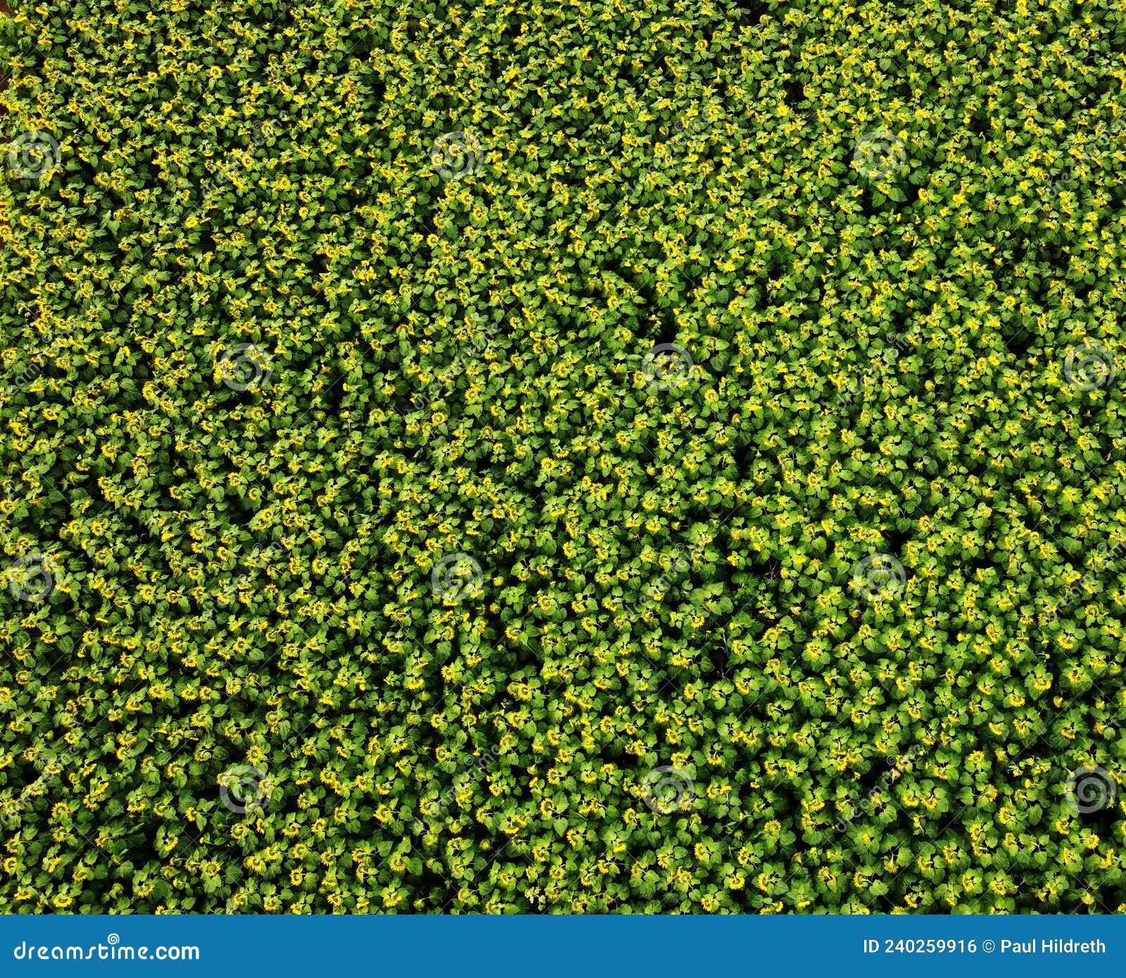Overhead View of Sunflower Field Stock Photo - Image of countryside ...