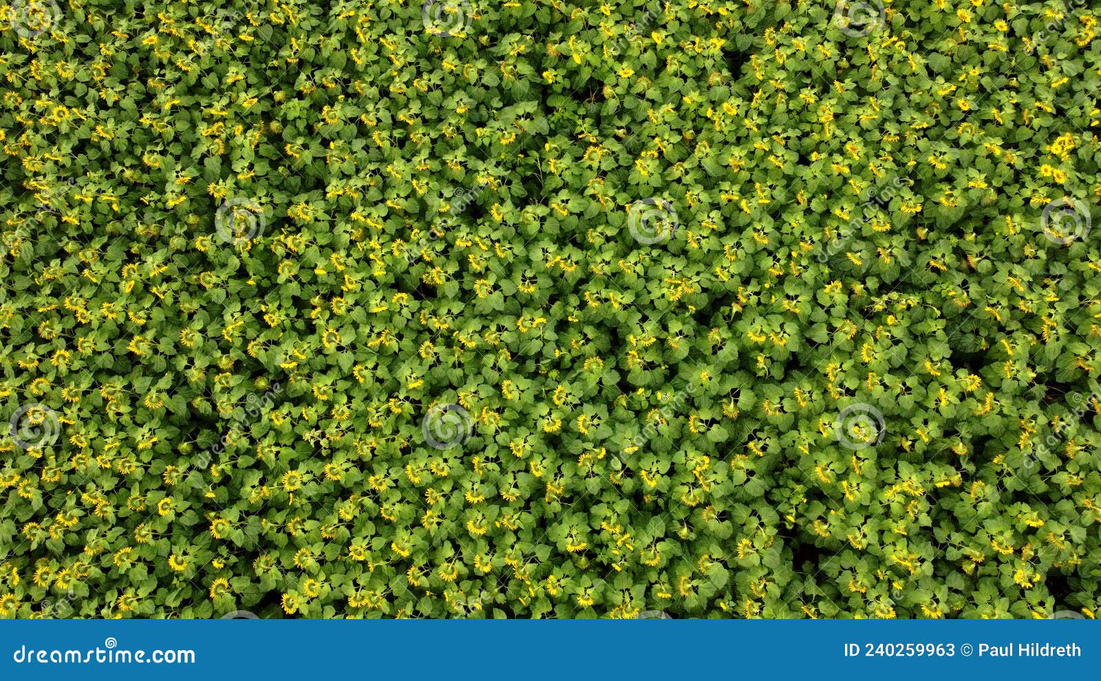 Overhead View of Sunflowers in Field Stock Image - Image of scene ...