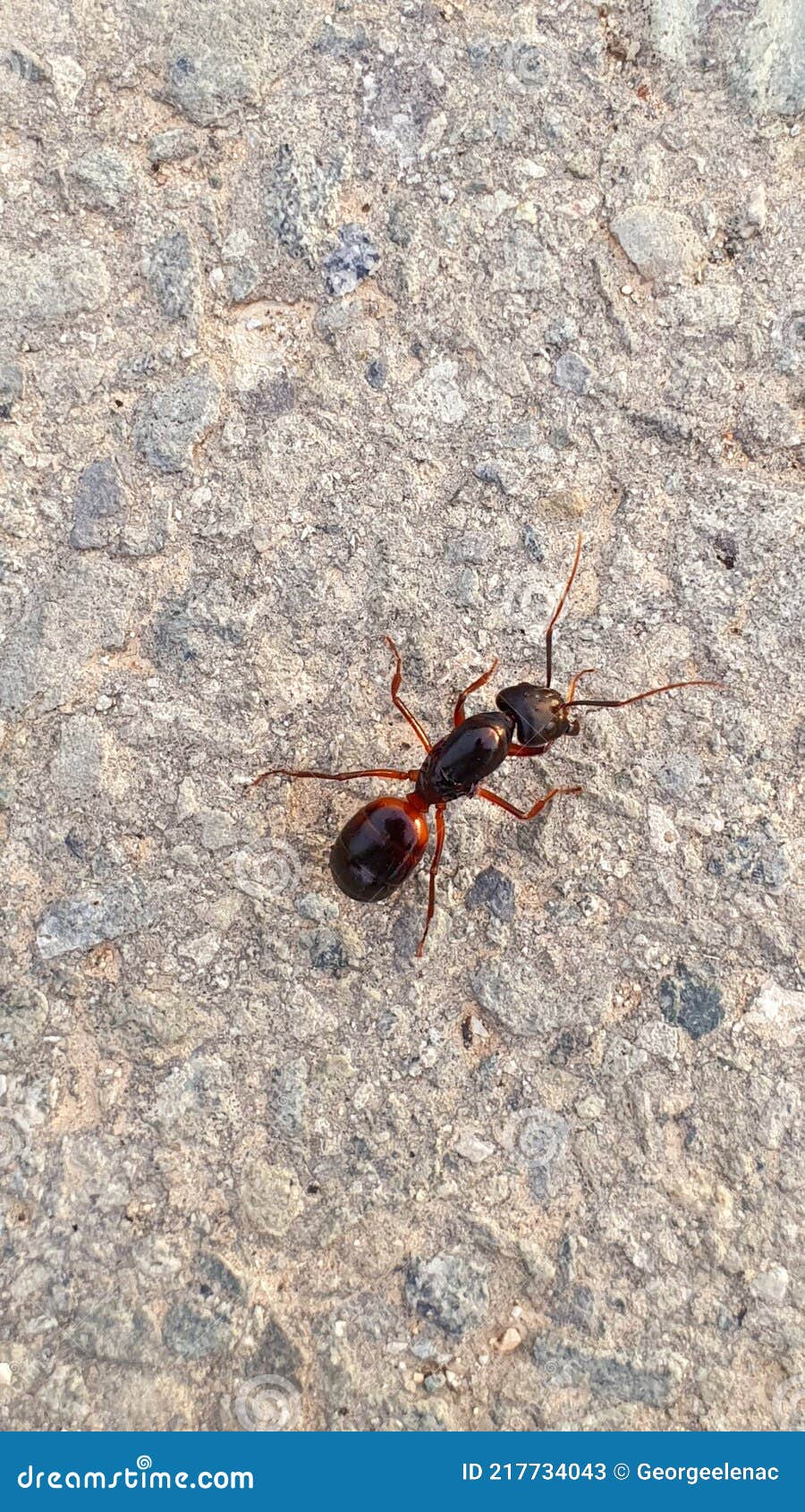 Ant walking across stone stock image. Image of arthropod - 217734043