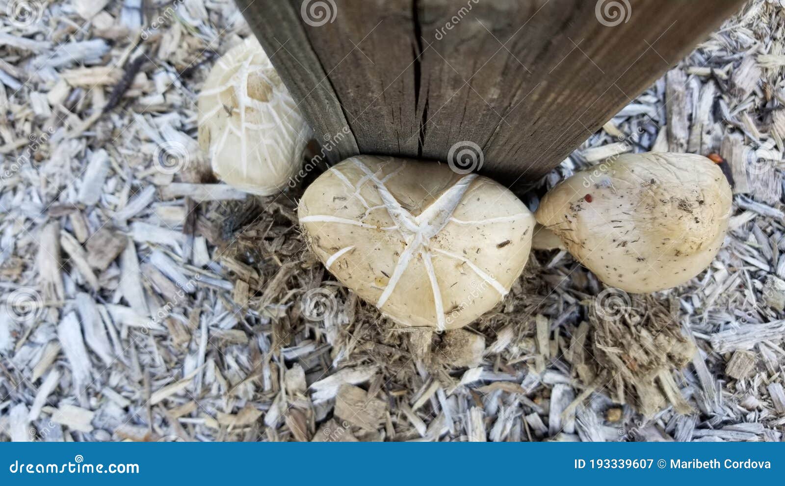 OVERHEAD VIEW of TOAD STOOLS Stock Image - Image of toad, wildlife ...