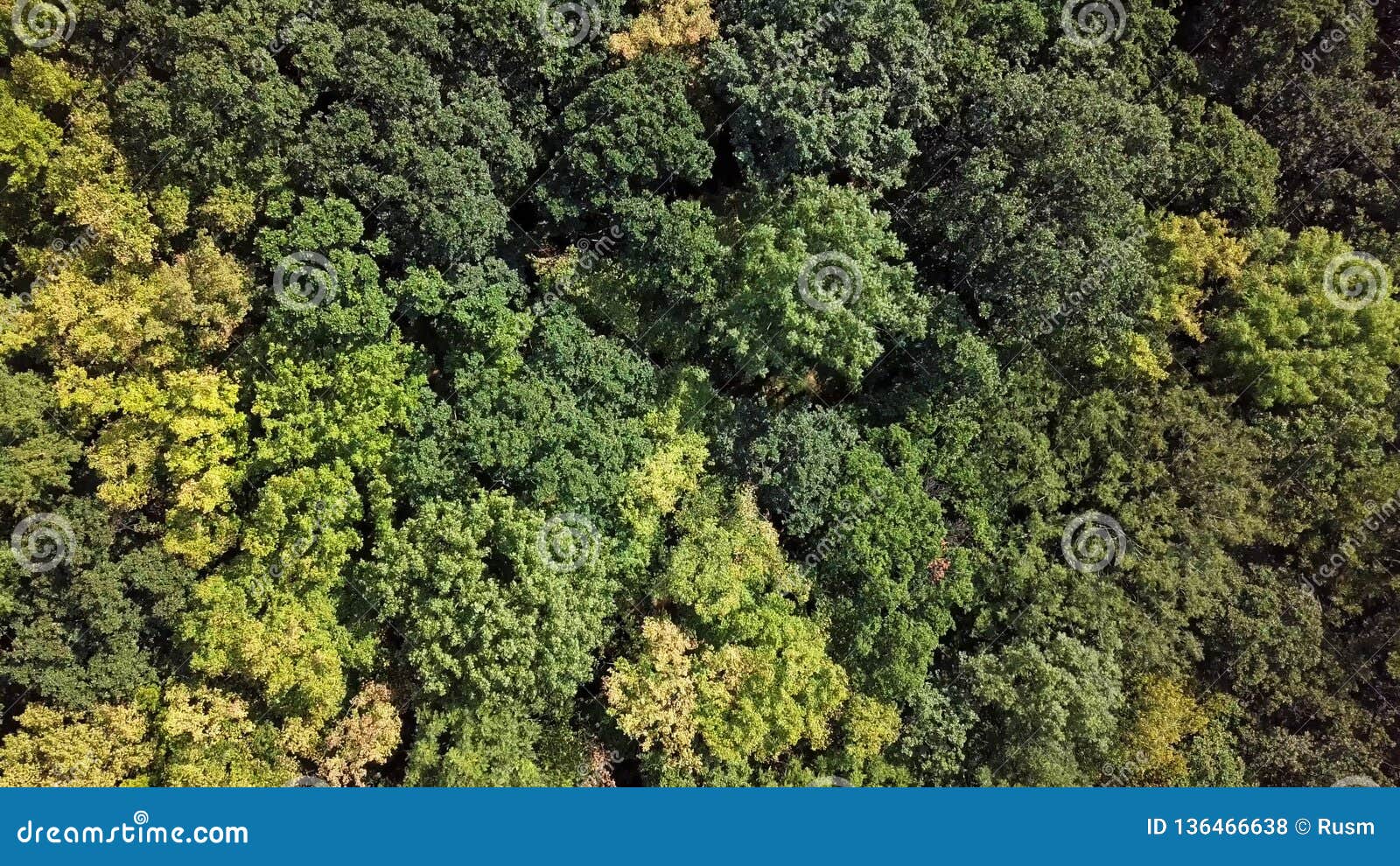 Overhead View of Top of Summer Forest Stock Footage - Video of ...