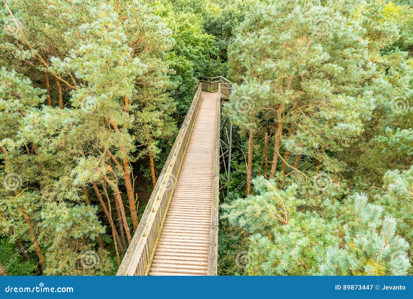 Overhead View of Tree Top Walk in Forest Stock Image - Image of ...