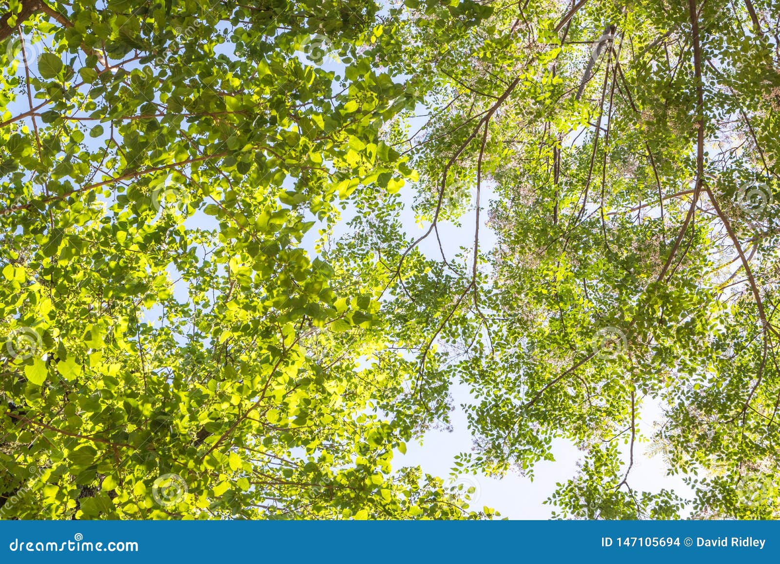 Overhead View of Trees in Forest in England Stock Photo - Image of ...
