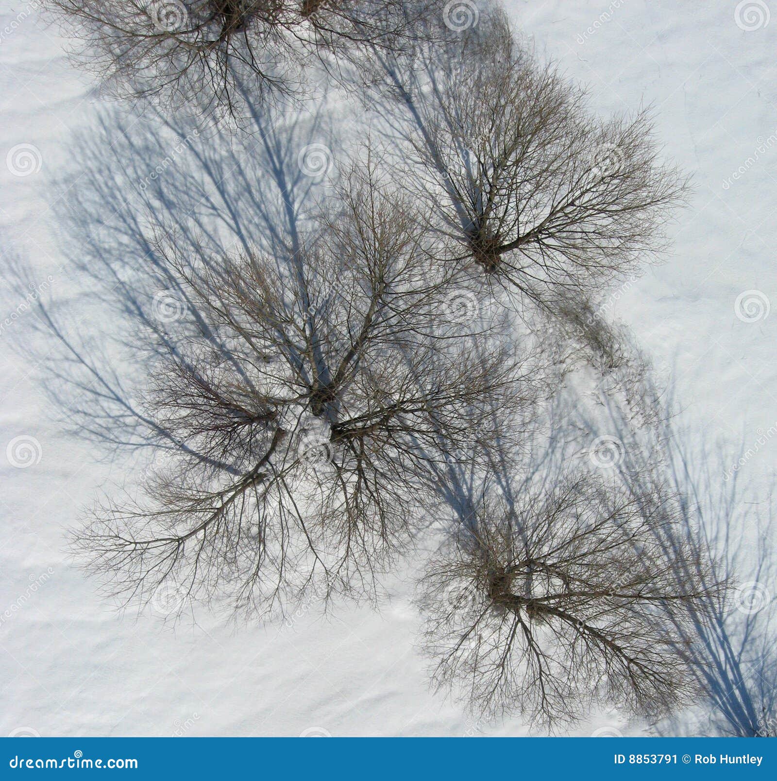 Overhead View of Trees and Shadows on Snow Stock Image - Image of ...