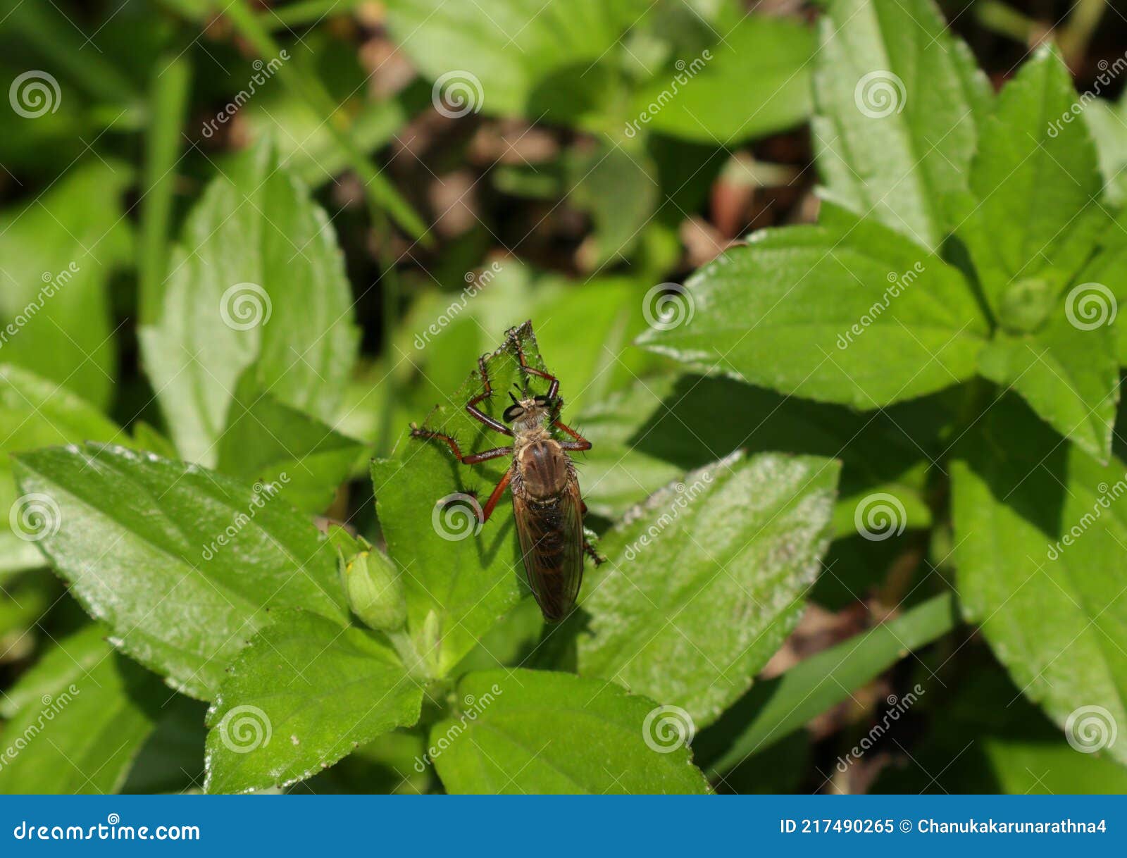 Overhead View of an Unknown Bug Eating Predator Insect on a Green Leaf ...