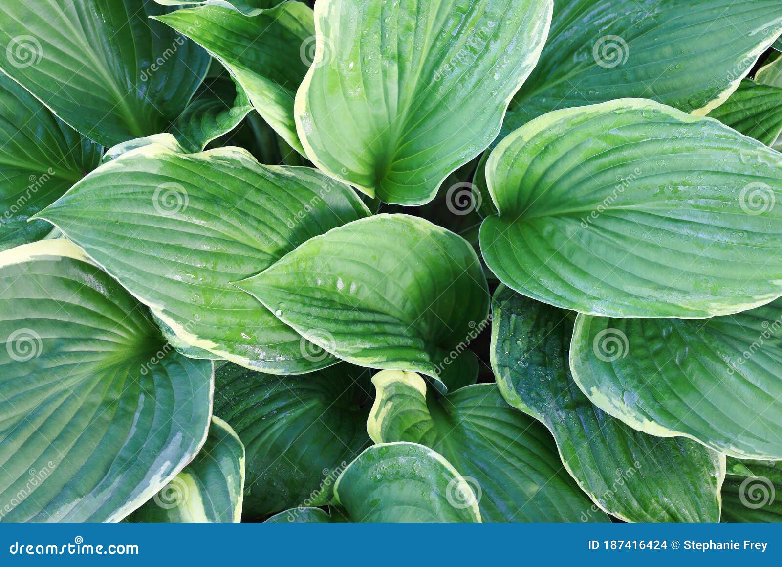 Variegated Hosta Leaves Stock Image | CartoonDealer.com #14271679