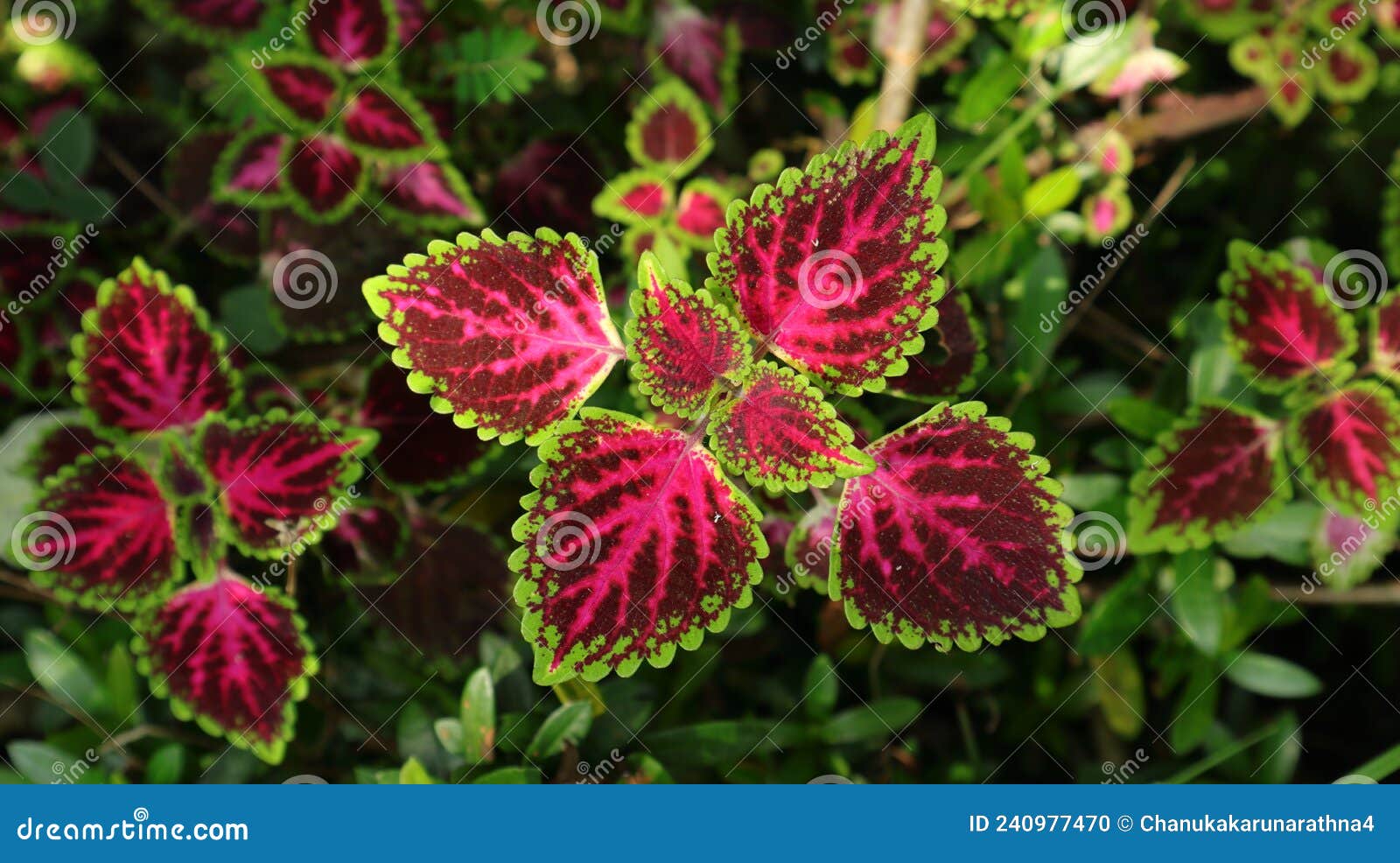 Overhead View of Variegated Leaves of a Coleus Plant Stock Photo ...