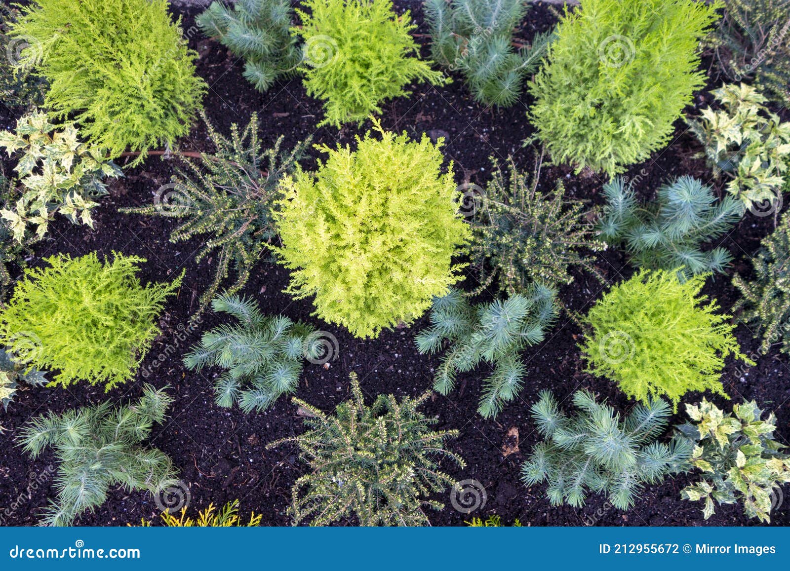 Overhead View of Various Forms of Small Plants and Shrubs Garden Stock ...