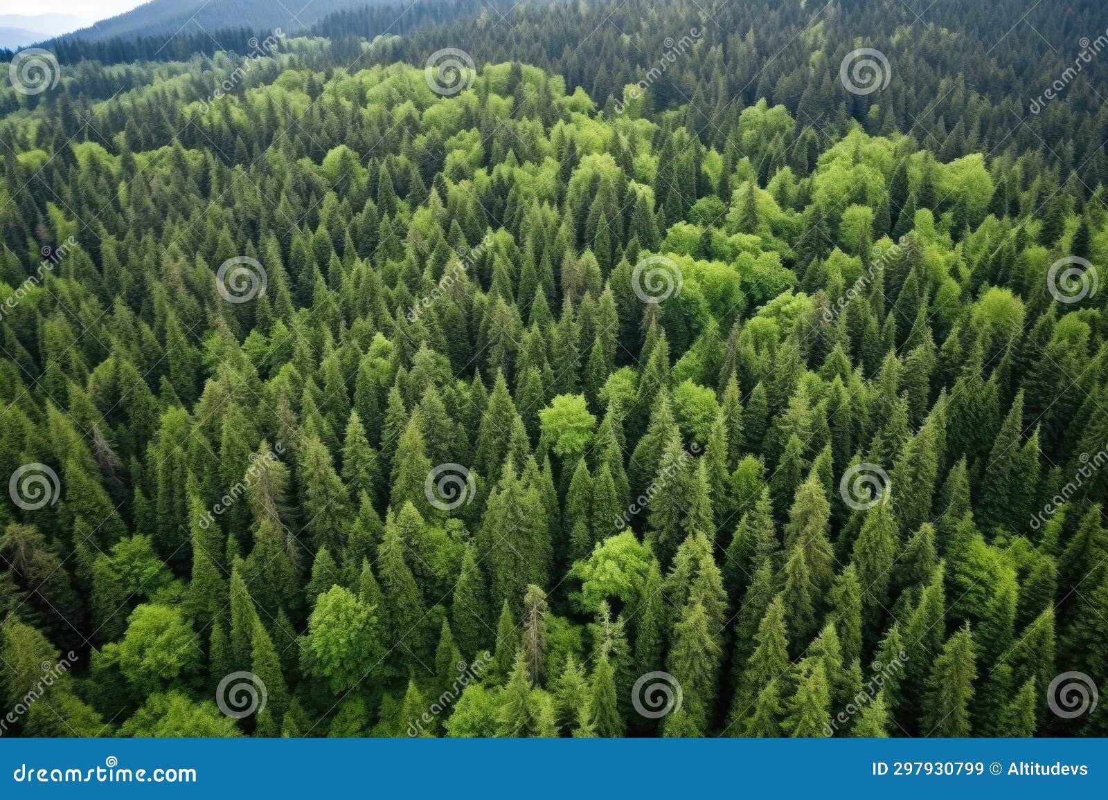 Overhead View of a Vast Forest Stock Image - Image of area ...