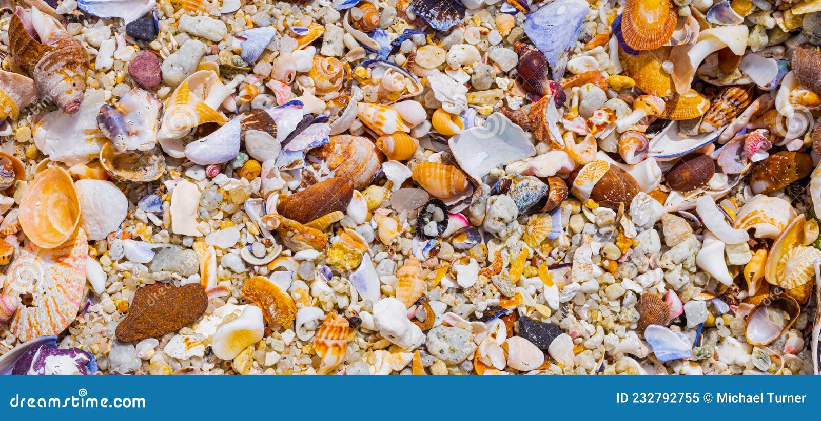 Overhead View of Washed Up and Broken Sea Shells on Sandy Beach Stock ...