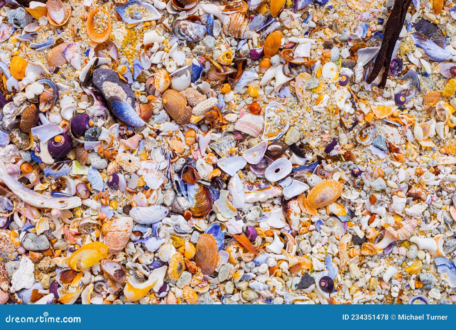 Overhead View of Washed Up and Broken Sea Shells on Sandy Beach Stock ...