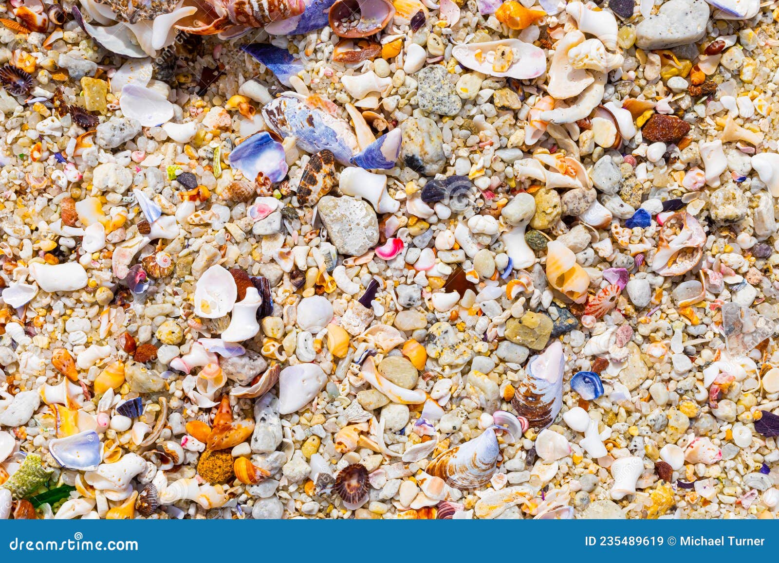 Overhead View of Washed Up and Broken Sea Shells on Sandy Beach Stock ...