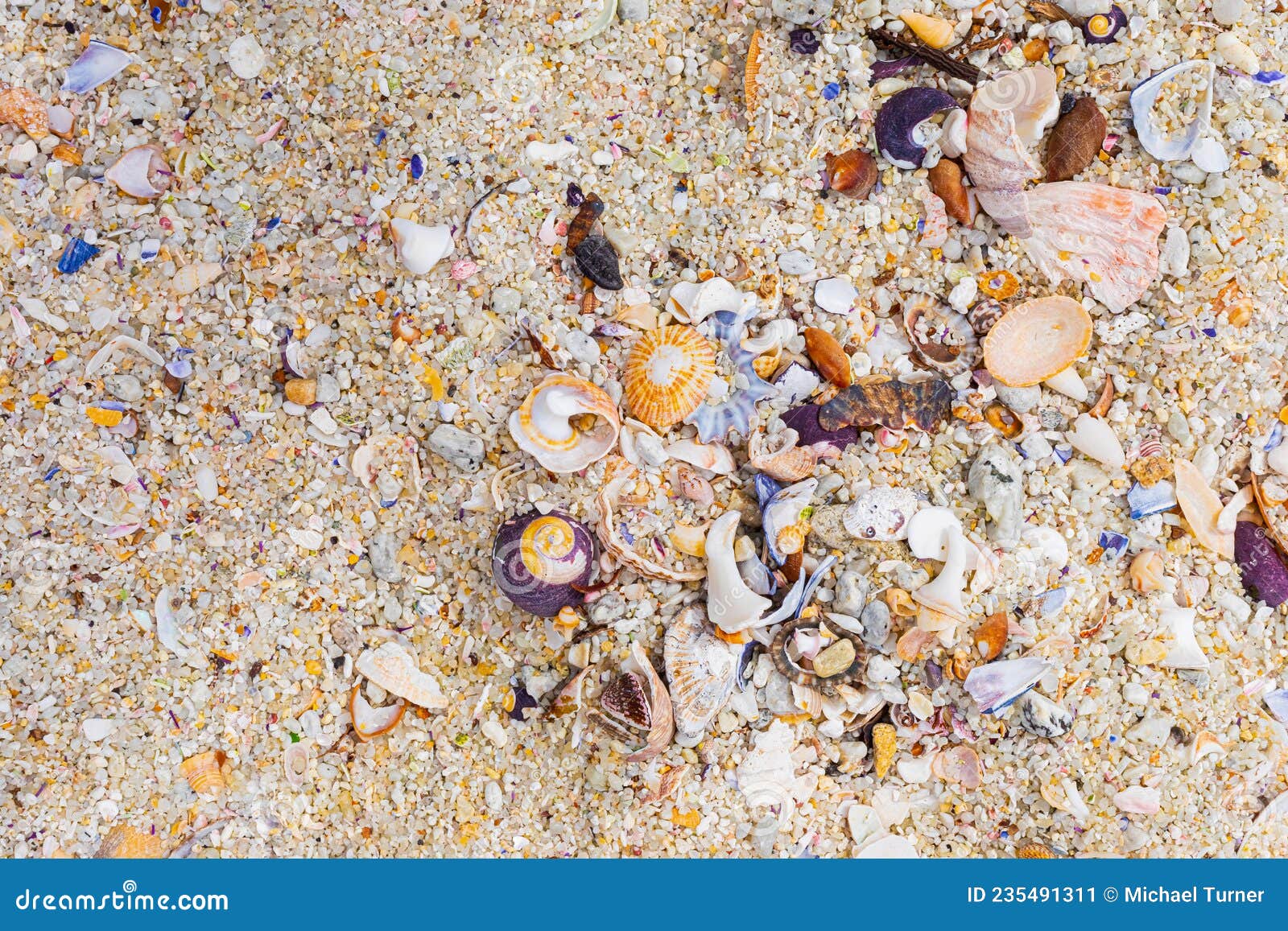 Overhead View of Washed Up and Broken Sea Shells on Sandy Beach Stock ...