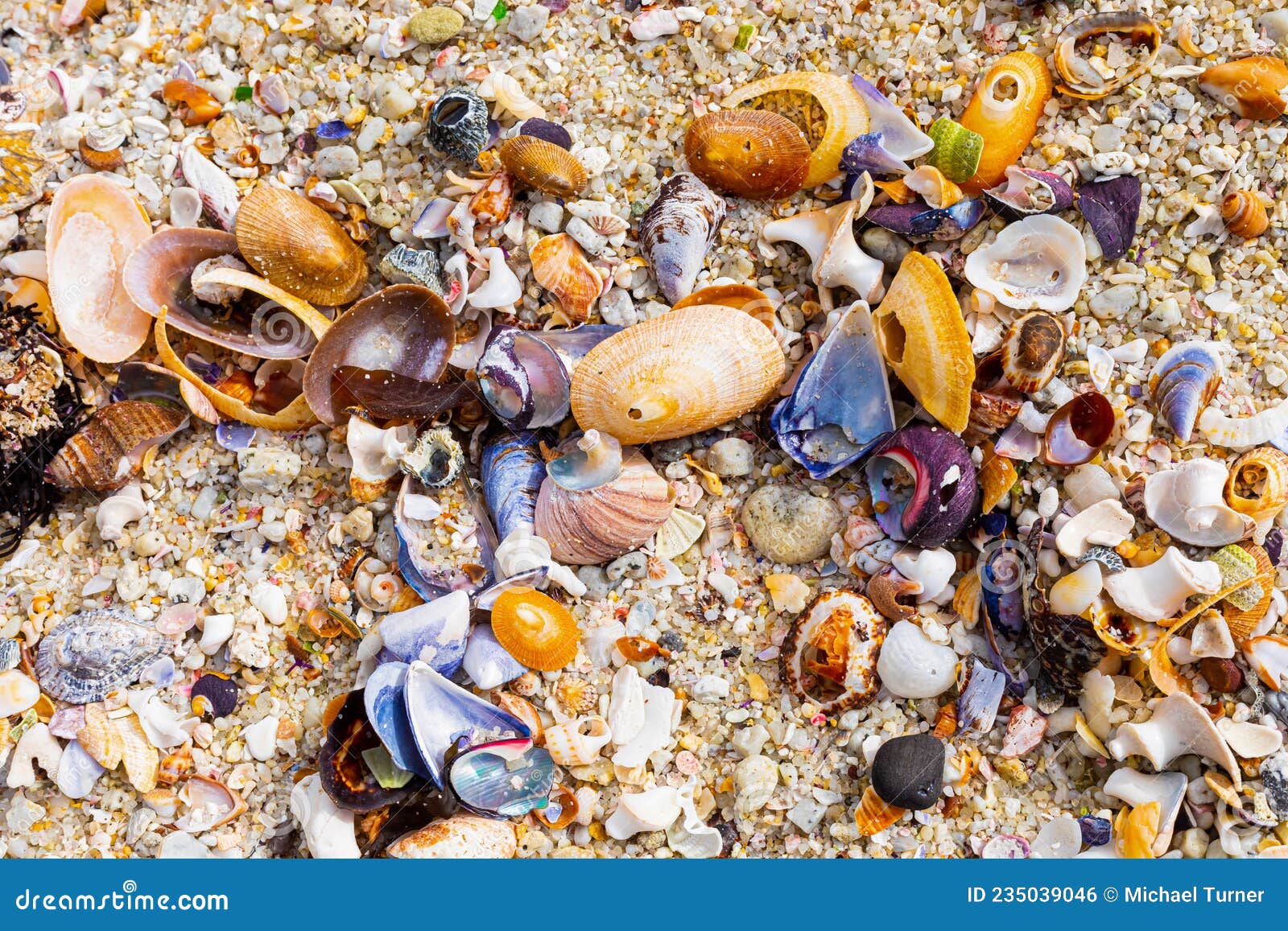 Overhead View of Washed Up and Broken Sea Shells on Sandy Beach Stock ...